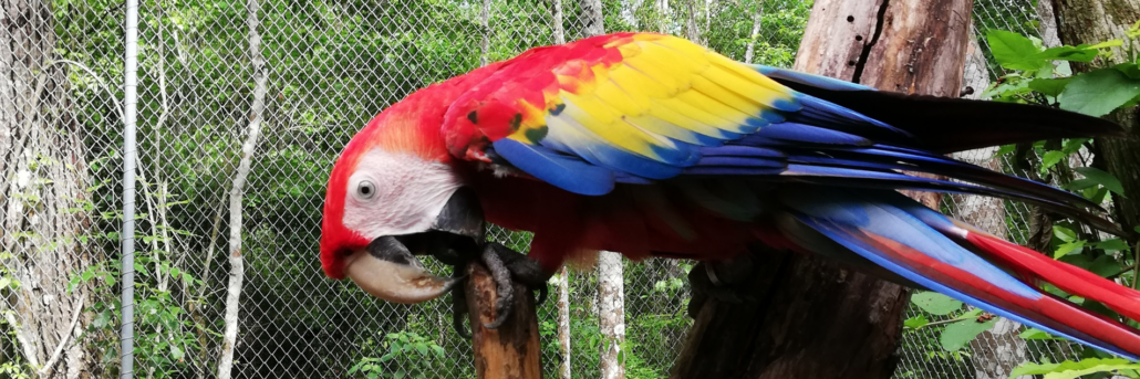 Meet the Parrot Within - Wildlife footprints